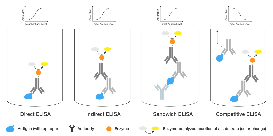 ELISA in Food Safety Testing: A Complete Overview | Hygiena